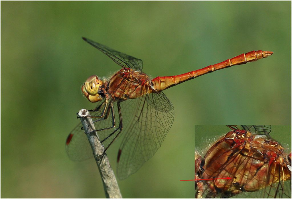 Identification Sympetrum meridionale - Mes Libellules