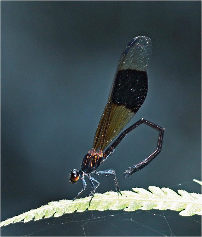 Euphaea decorata - Mes Libellules