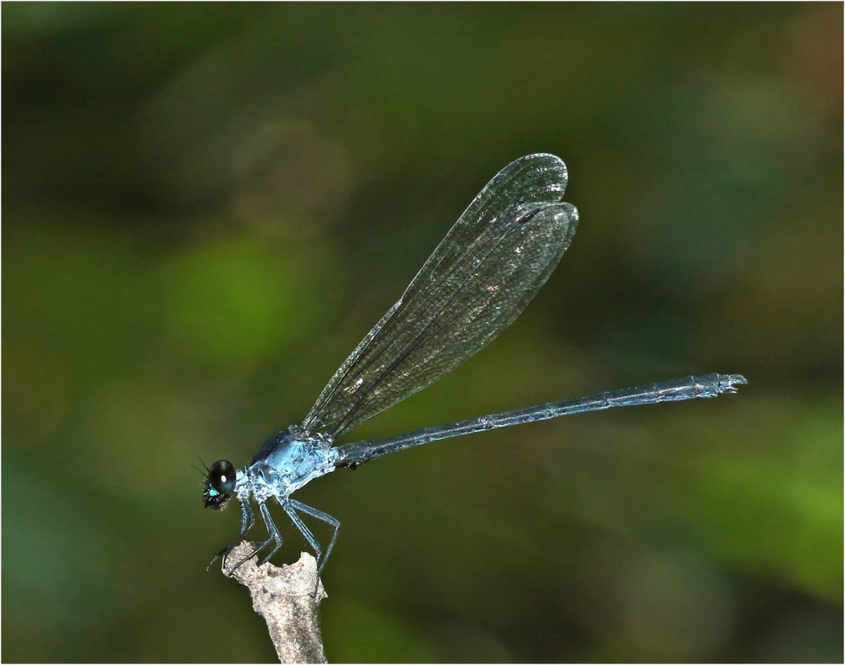 Bayadera bidentata - Mes Libellules