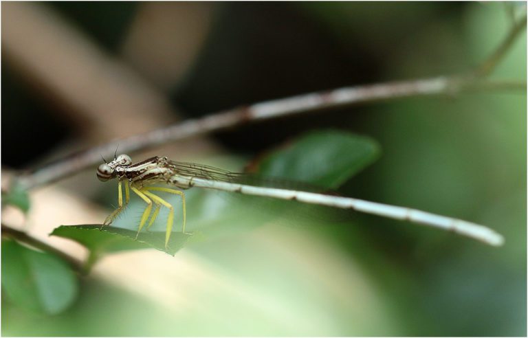 Copera vittata - Mes Libellules