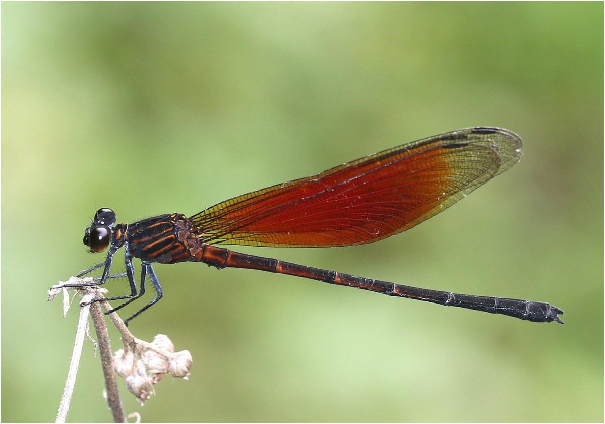 Euphaea ochracea - Mes Libellules