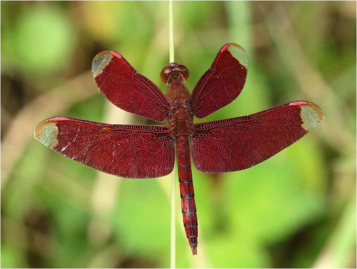 Neurothemis fulvia - Mes Libellules