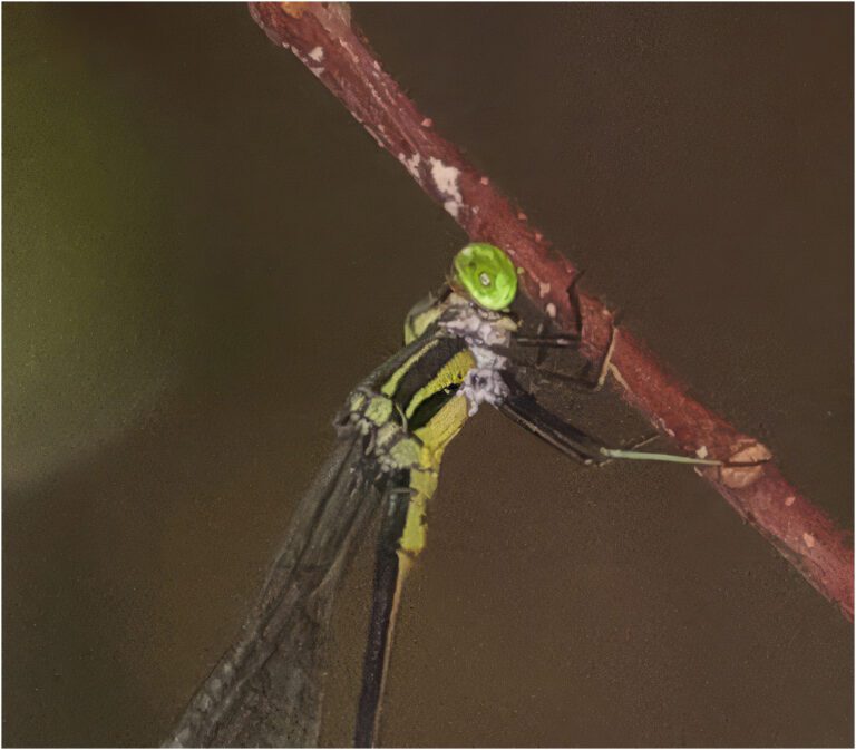 Mecistogaster linearis - Mes Libellules