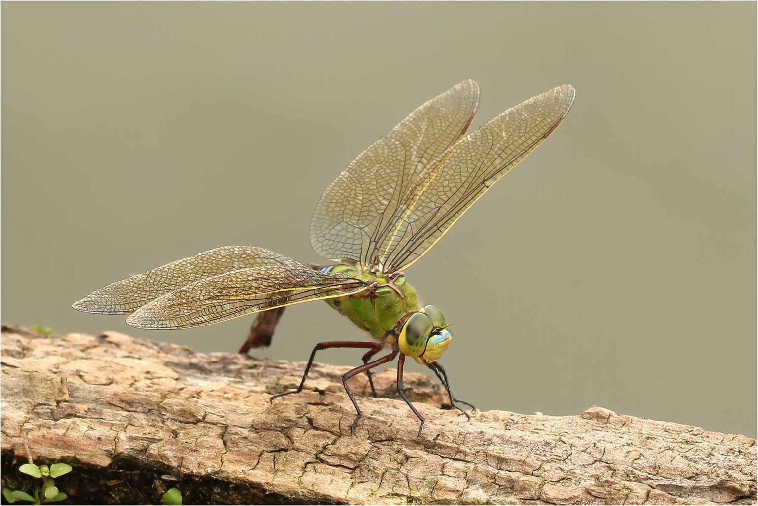Anax imperator femelle en ponte - Mes Libellules