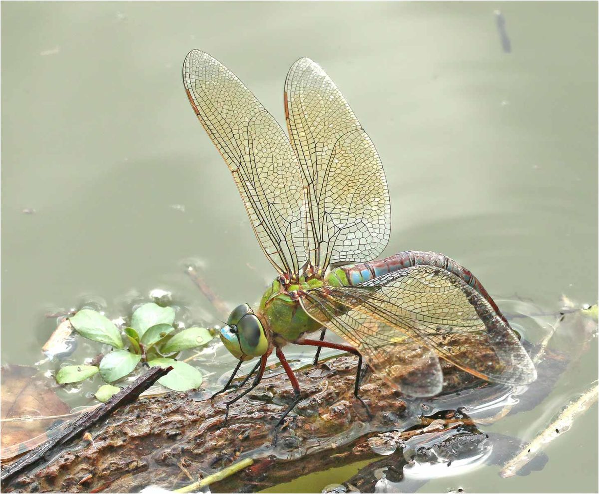 Anax imperator femelle en ponte - Mes Libellules