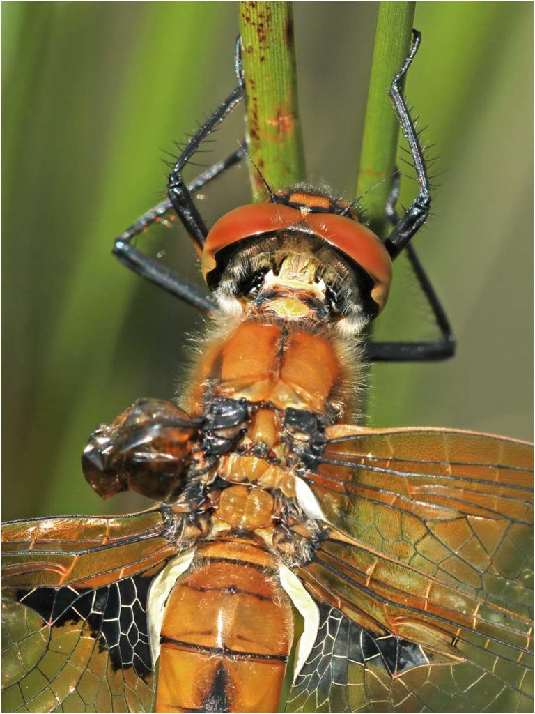 Epitheca bimaculata femelles émergentes - Mes Libellules