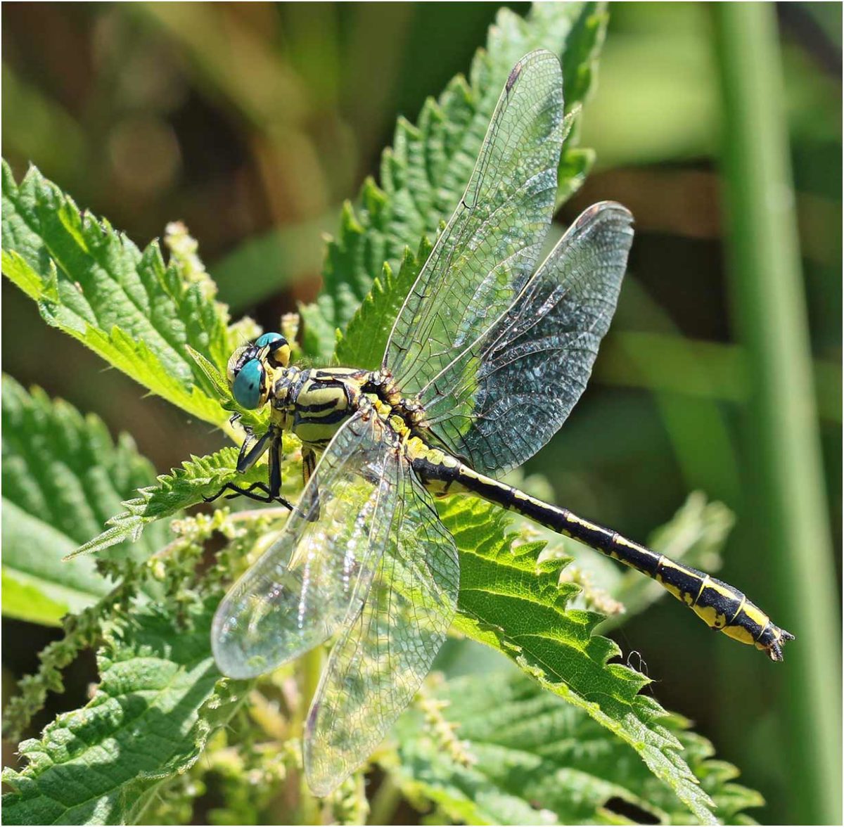 Gomphus simillimus - Mes Libellules