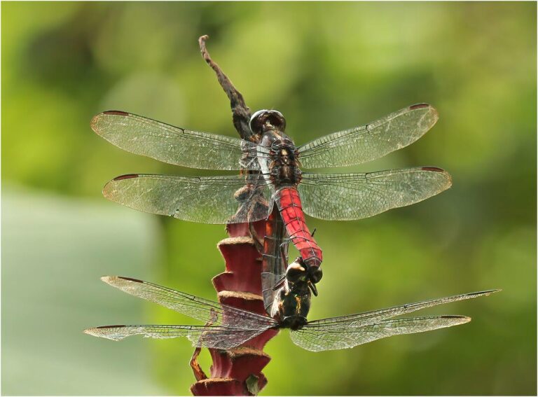 Libellula herculea - Mes Libellules