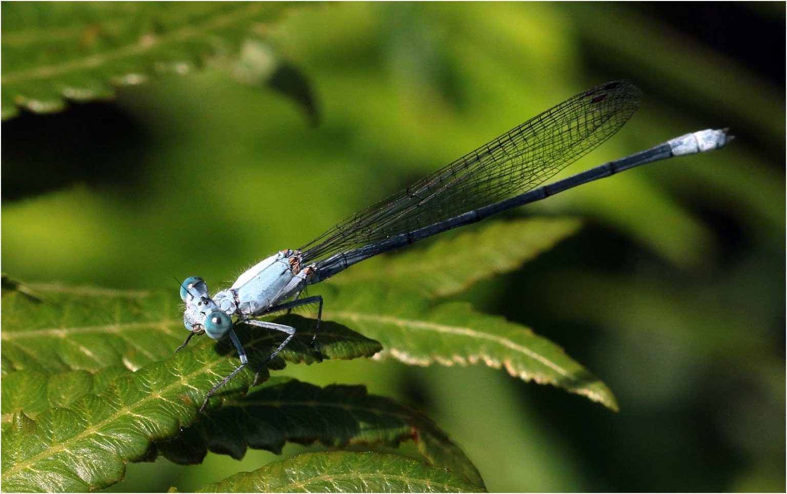 Mesocnemis singularis - Mes Libellules