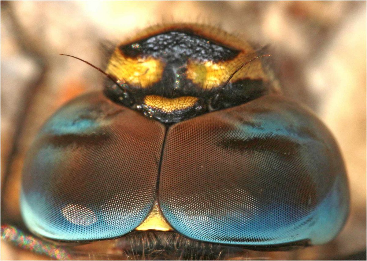 la vision des odonates - Mes Libellules