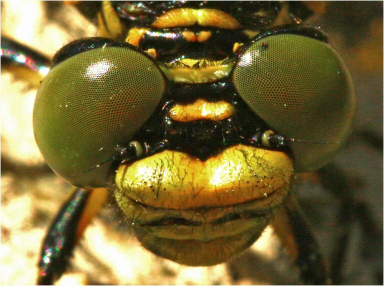 la vision des odonates - Mes Libellules