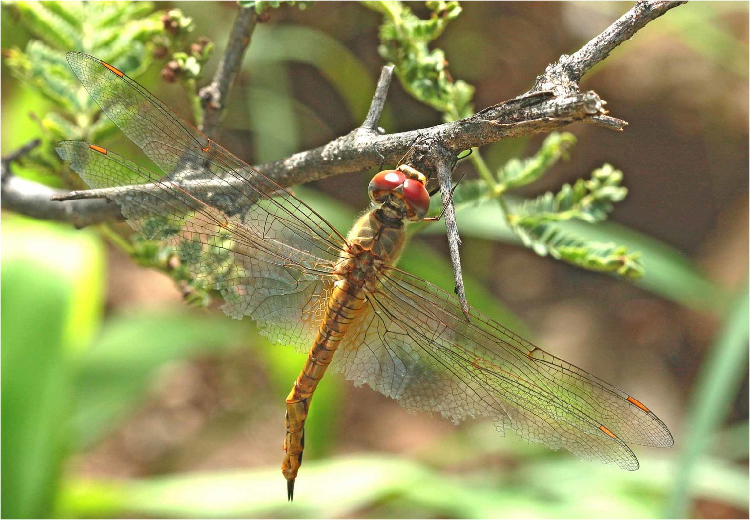 Pantala flavescens - Mes Libellules