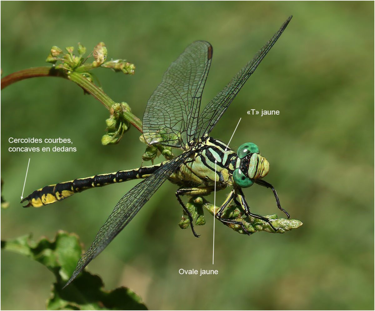 Stylurus flavipes mâle - Mes Libellules