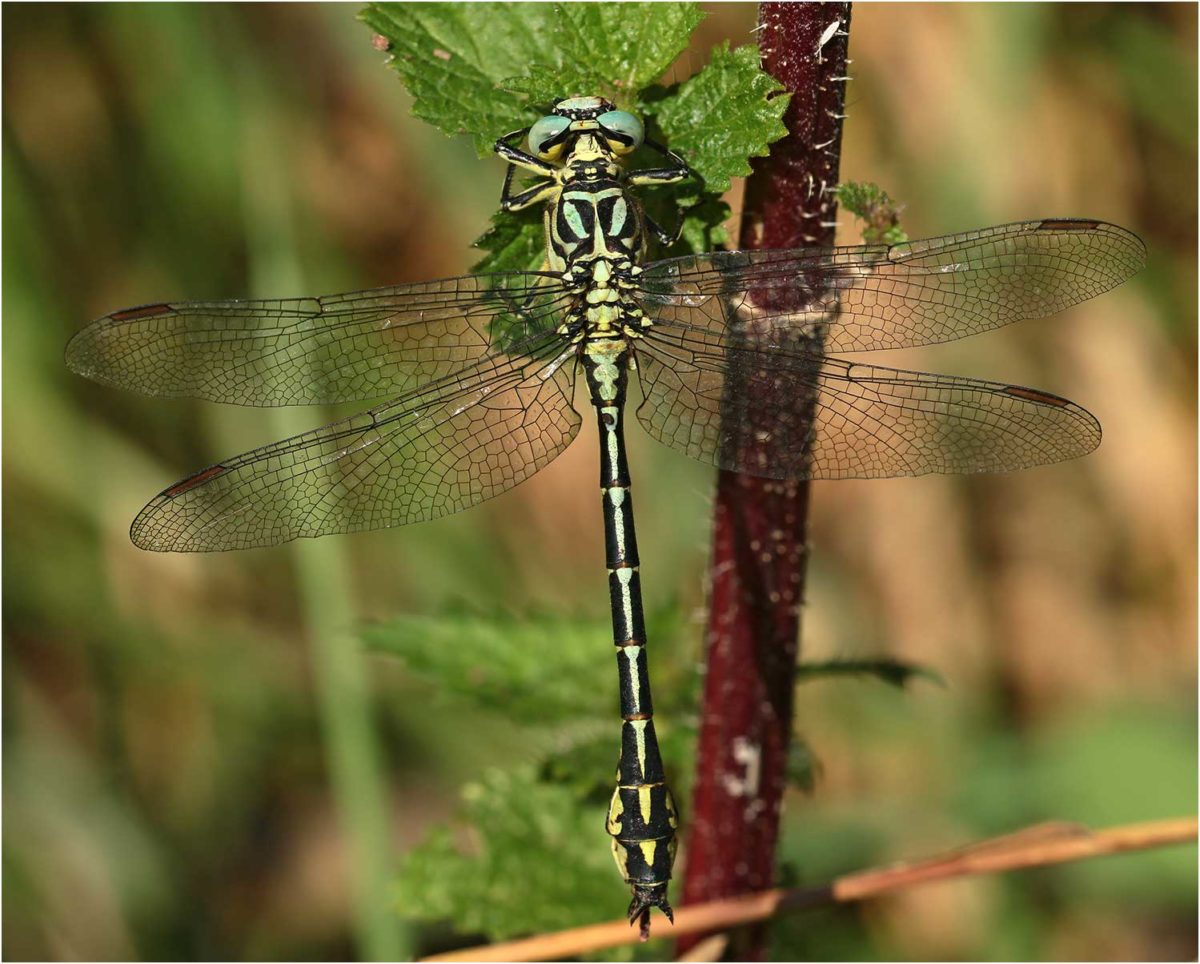 Quiz : Gomphus et Stylurus de France - Mes Libellules