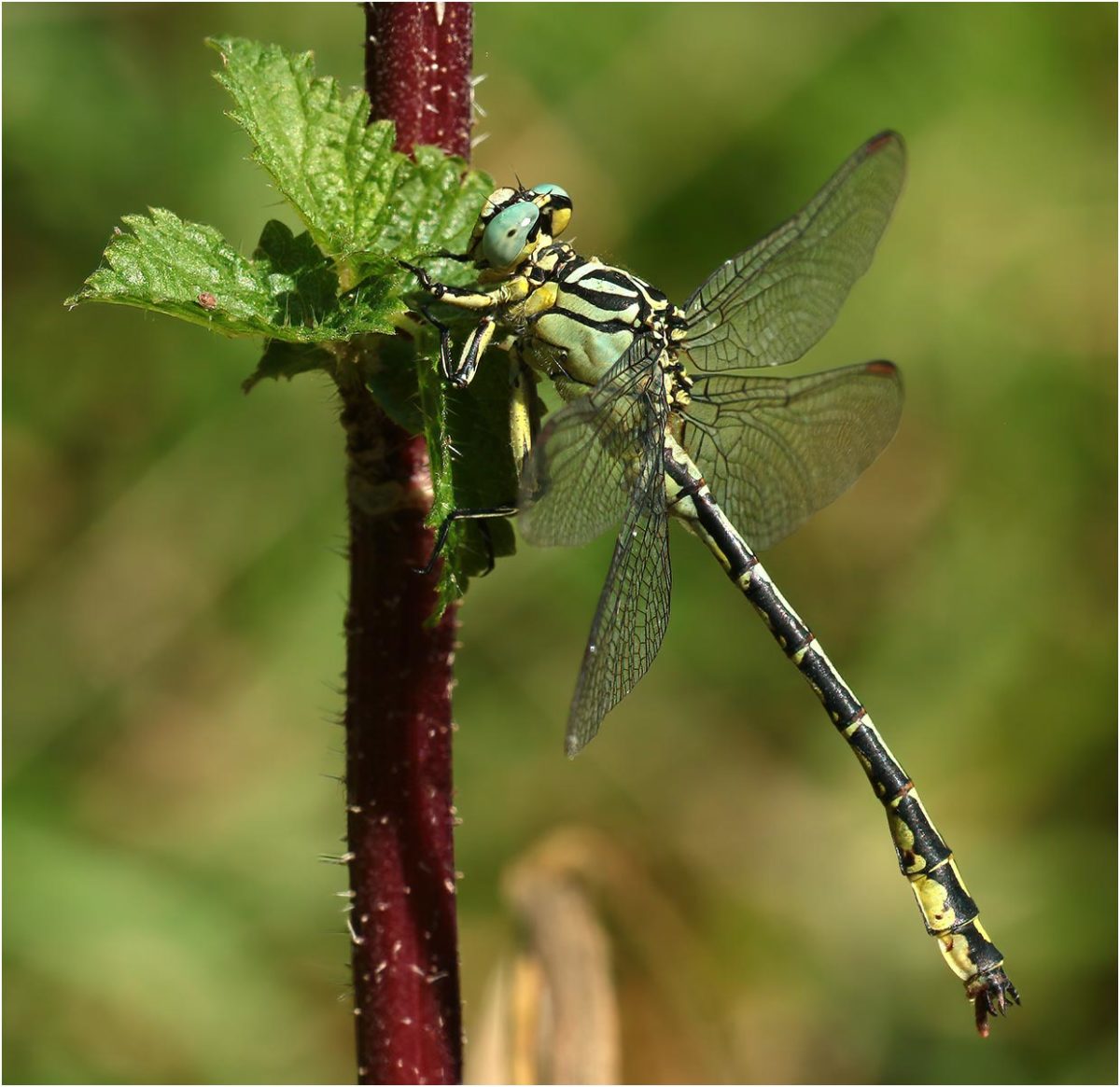 Stylurus flavipes mâle 2/2 : enfin sur la Loire - Mes Libellules