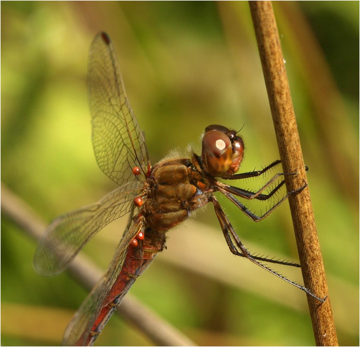 Sympetrum meridionale parasitisme - Mes Libellules