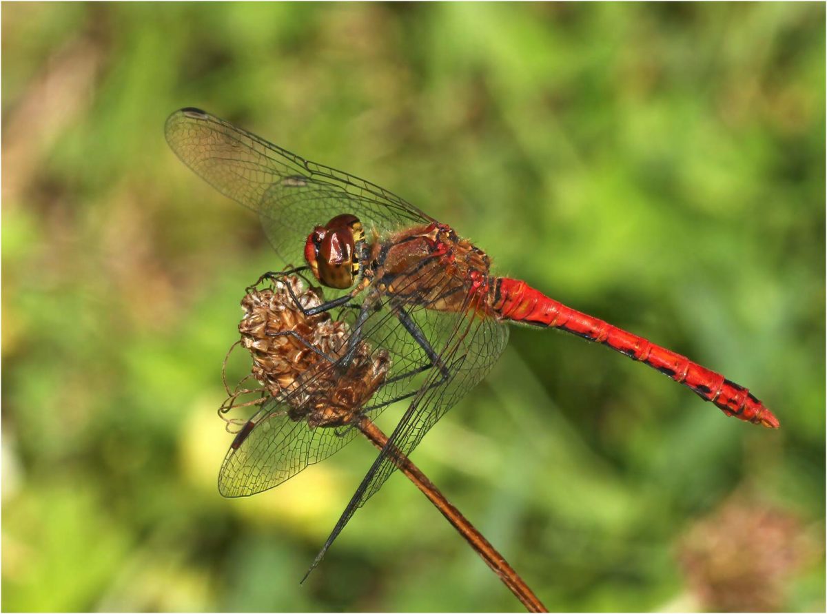 Identifier les Sympetrum - Mes Libellules