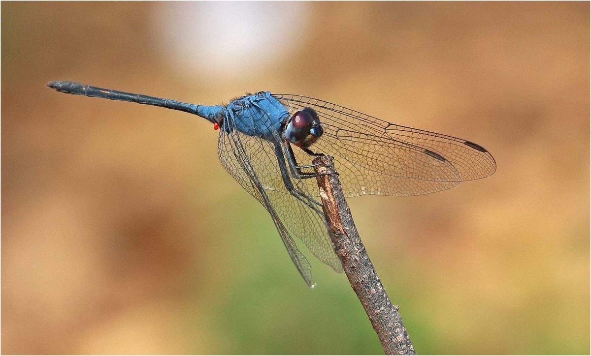Trithemis dejouxi - Mes Libellules