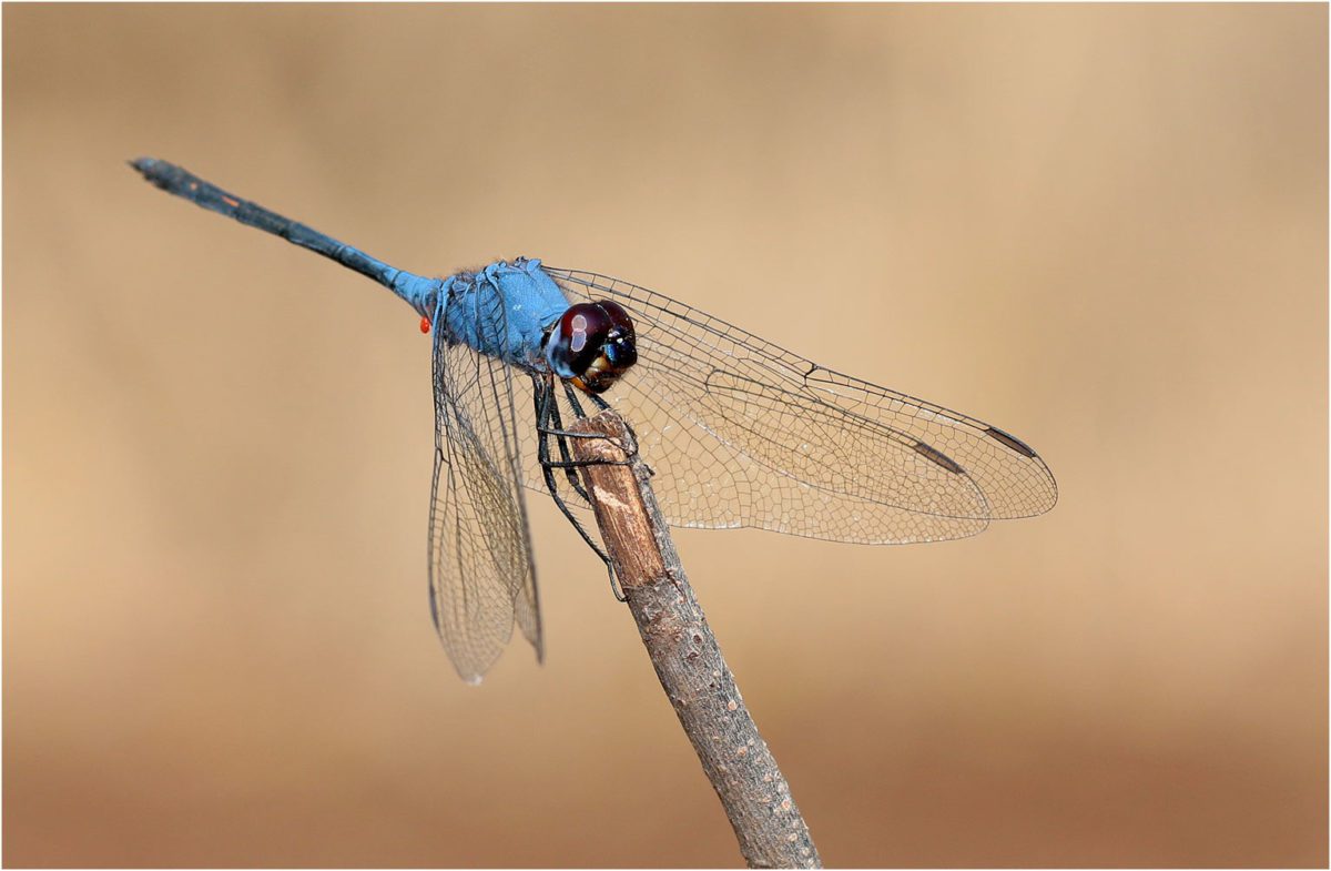 Trithemis dejouxi - Mes Libellules