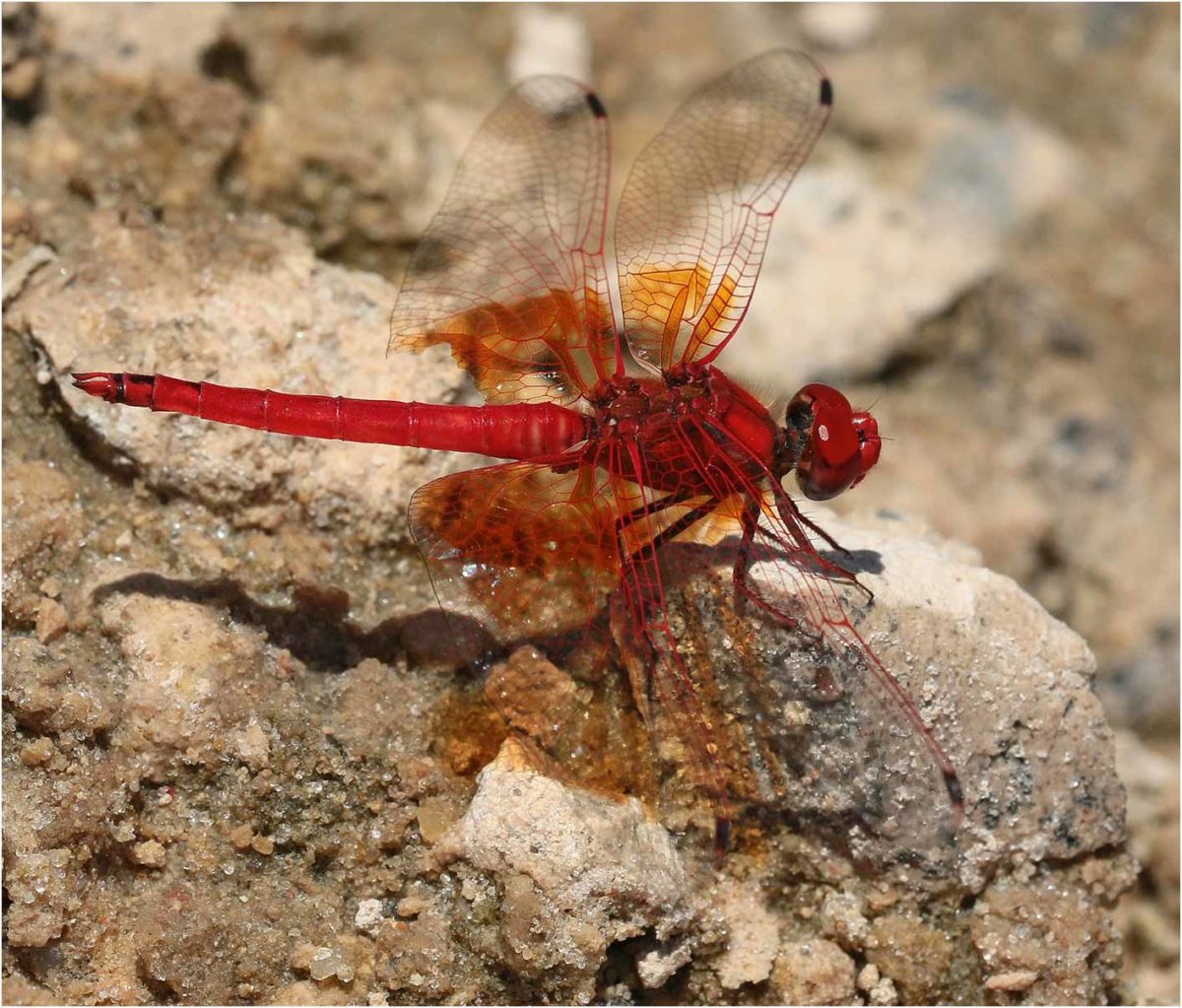 Trithemis kirbyi - Mes Libellules