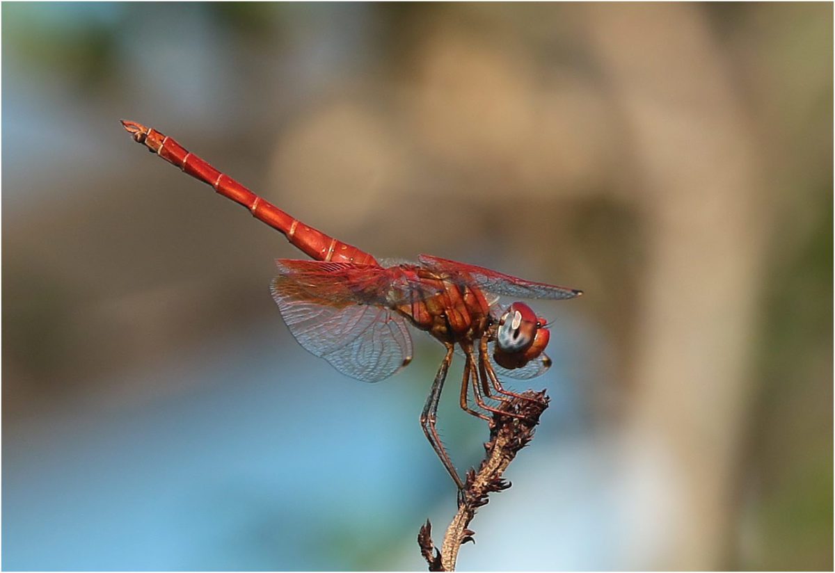 Trithemis kirbyi mâle - Mes Libellules