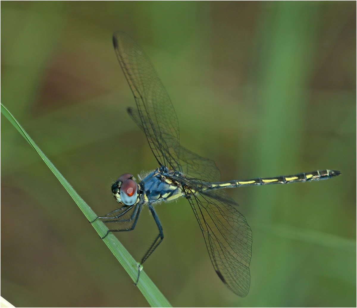 Namibie - Trithemis palustris (Damm & Hadrys, 2009) / Trithemis ...