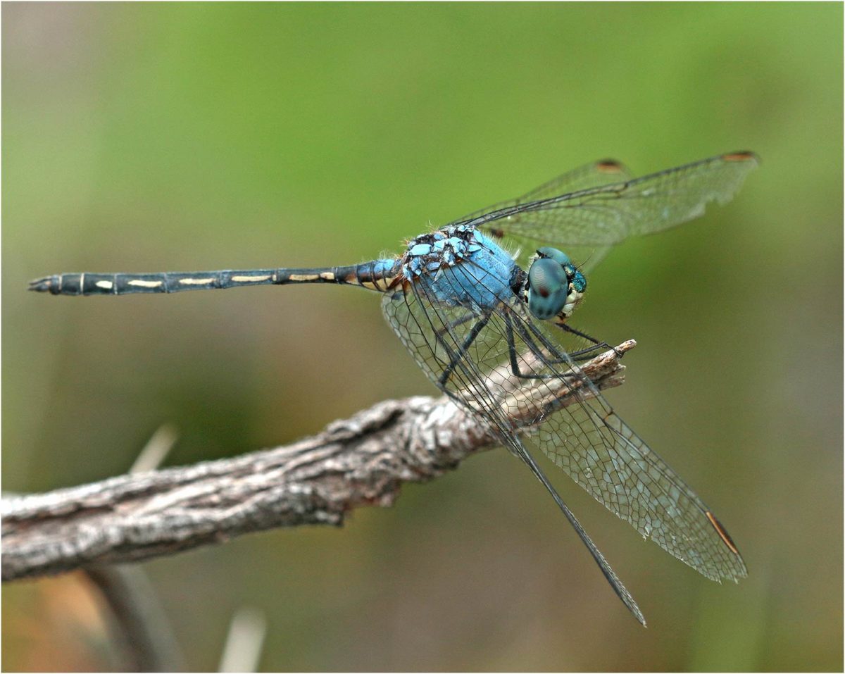 Trithemis stictica - Mes Libellules