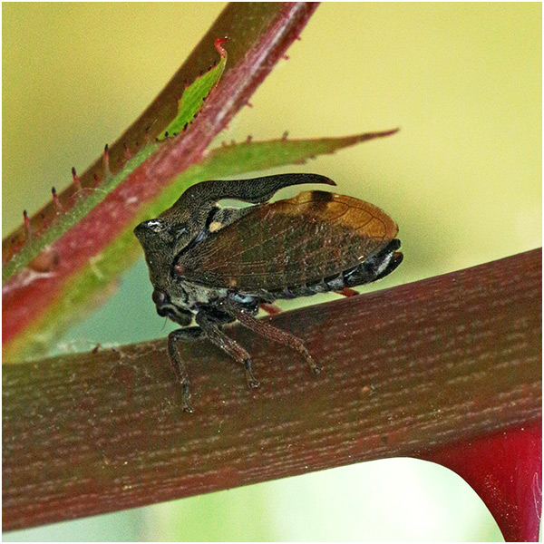 Homoptères