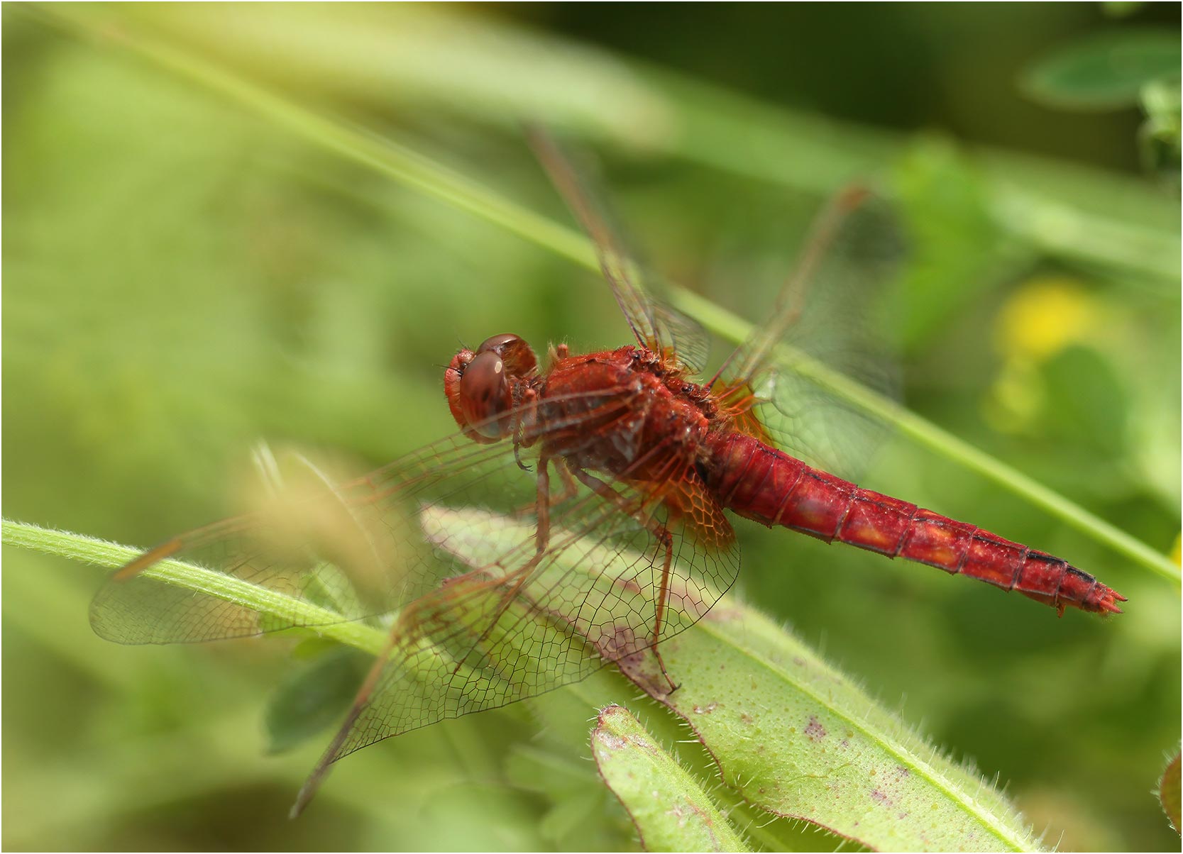 Crocothemis erythraea femelle androchrome, Crocothémis écarlate