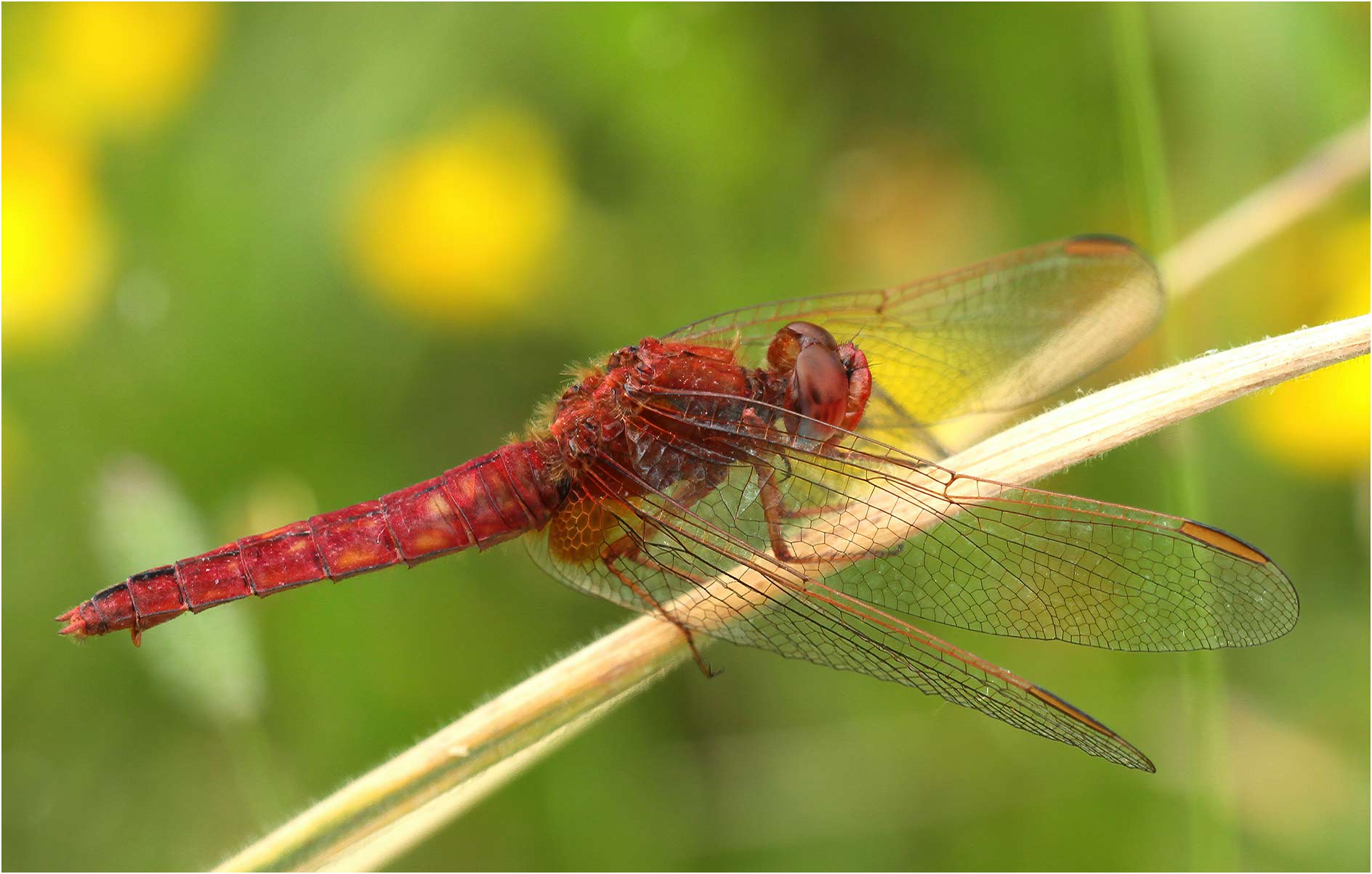 Crocothemis erythraea femelle androchrome, Crocothémis écarlate