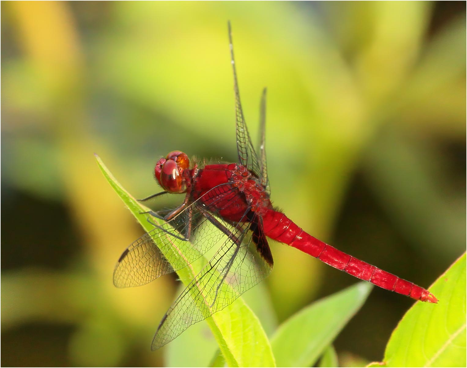 Rhodothemis rufa - Mes Libellules