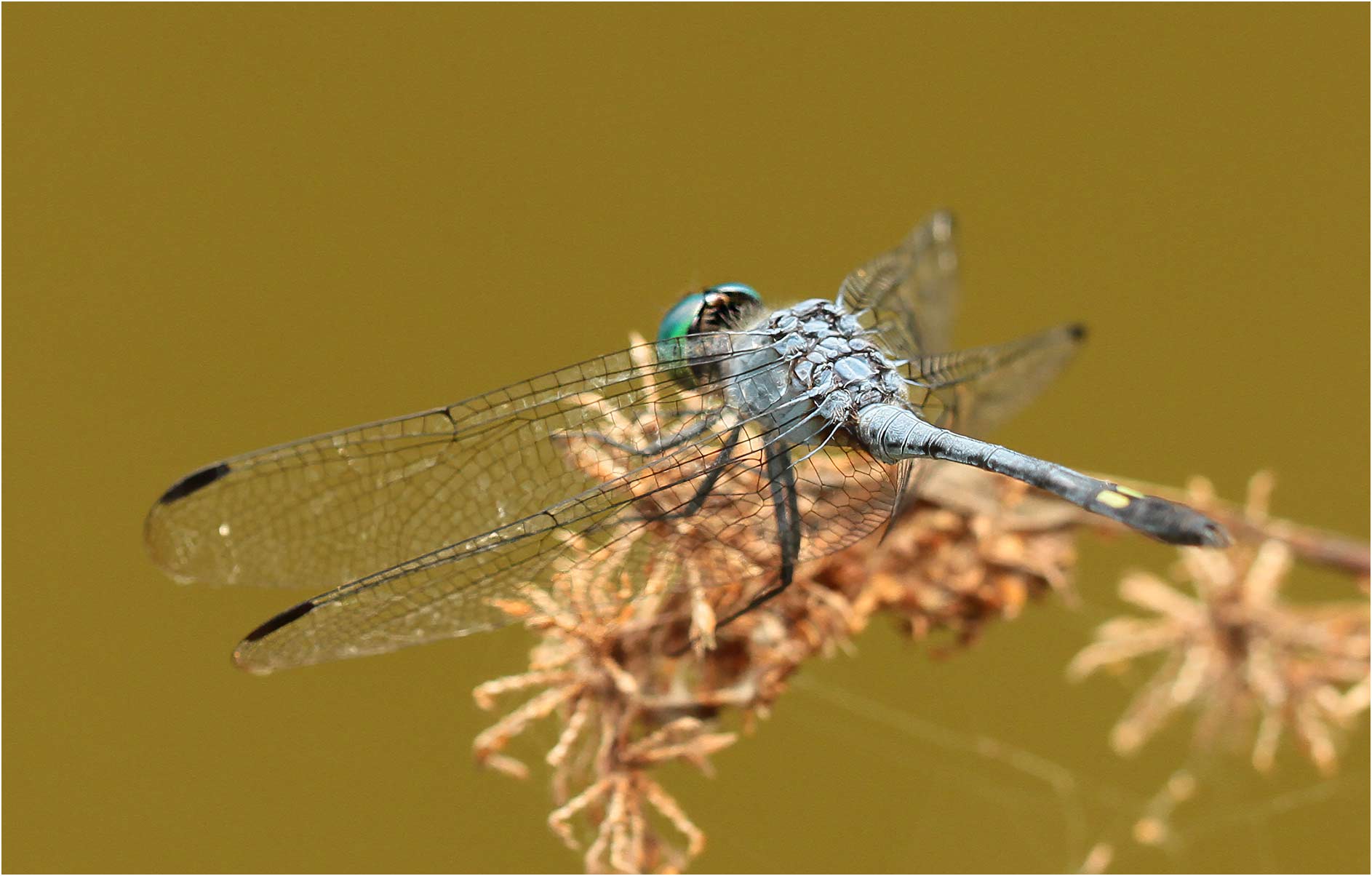 Comparaison des espèces du genre Micrathyria, Micrathyria species ...