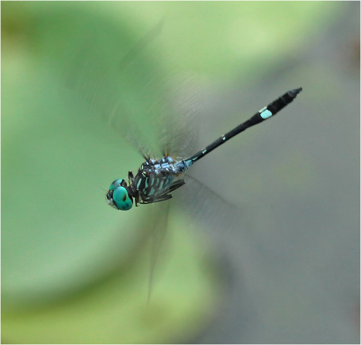 Comparaison des espèces du genre Micrathyria, Micrathyria species ...