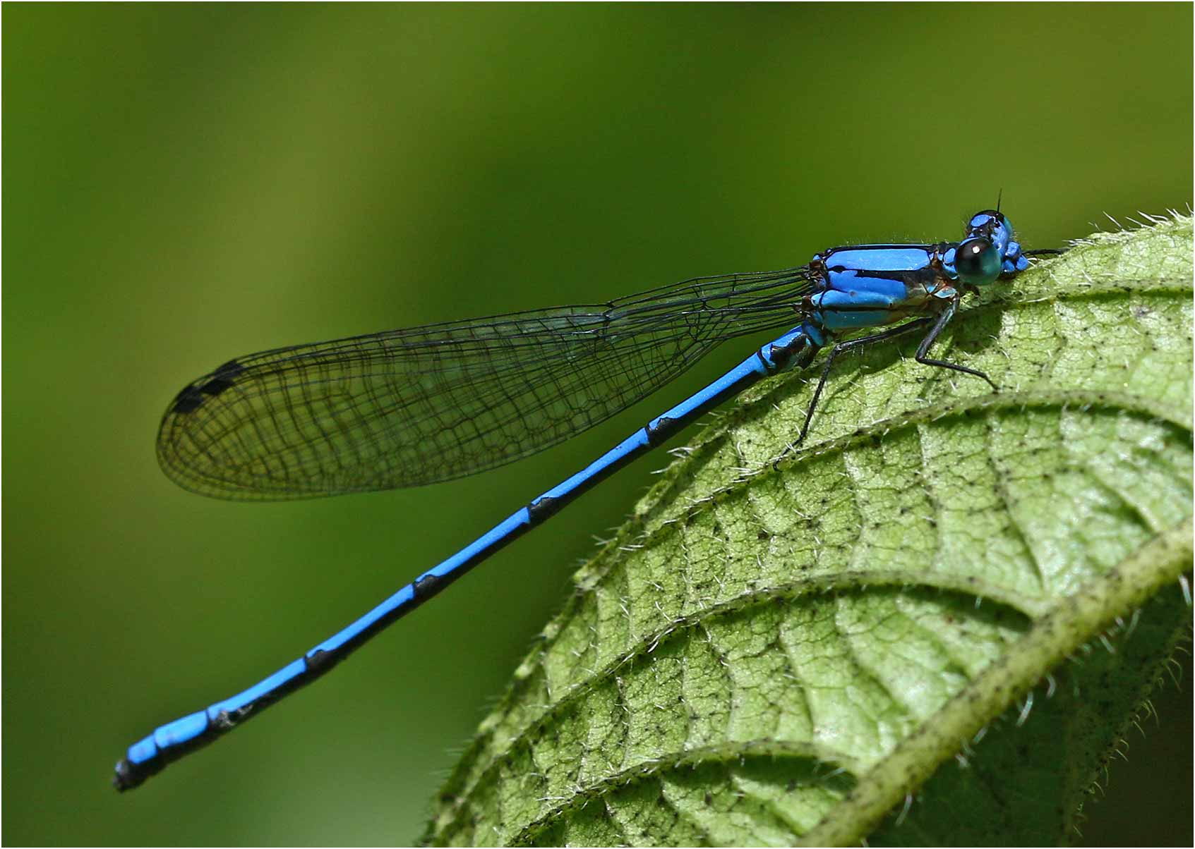 Argia medullaris, Colombie