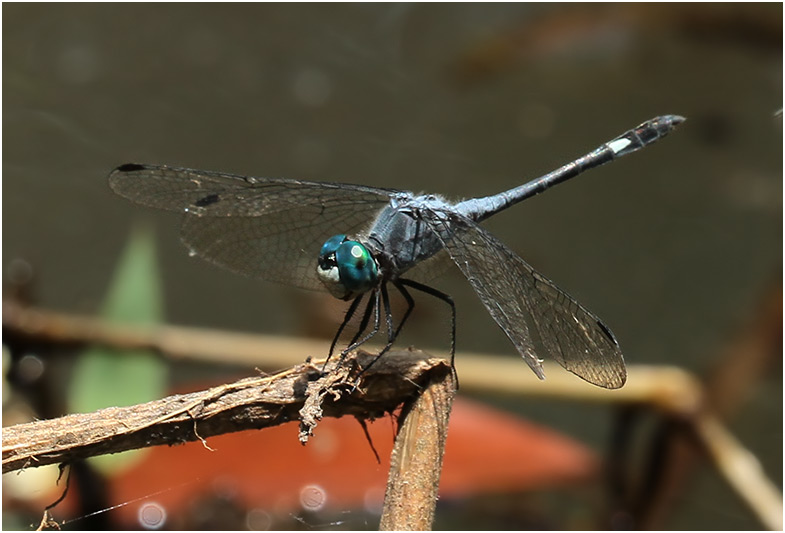 Comparaison des espèces du genre Micrathyria, Micrathyria species ...