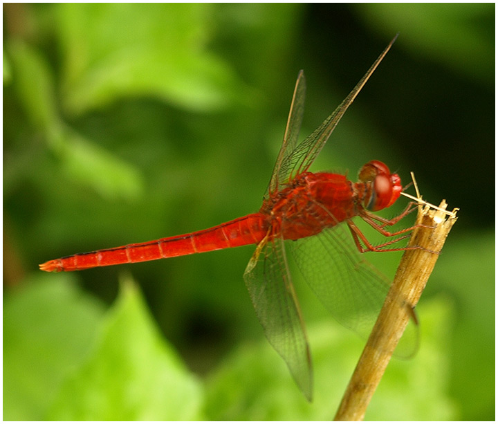 Crocothemis servilia mâle 1/2, Ruddy Marsh Skimmer