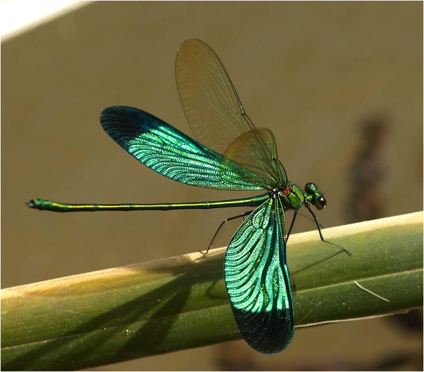 Neurobasis longipes - Mes Libellules