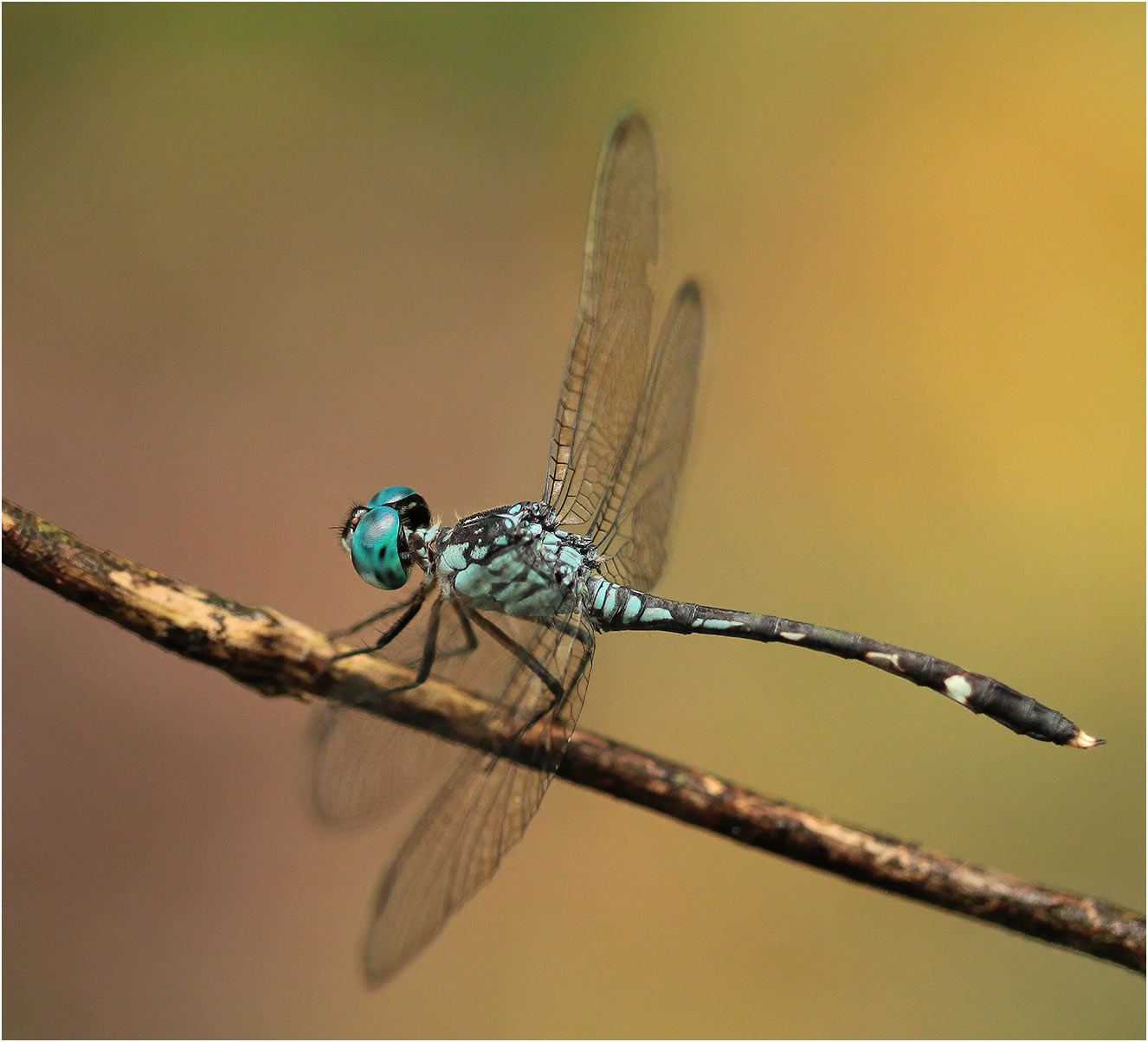 [Anatya guttata] Anatya guttata femelle? [Costa Rica] - Le Monde des ...